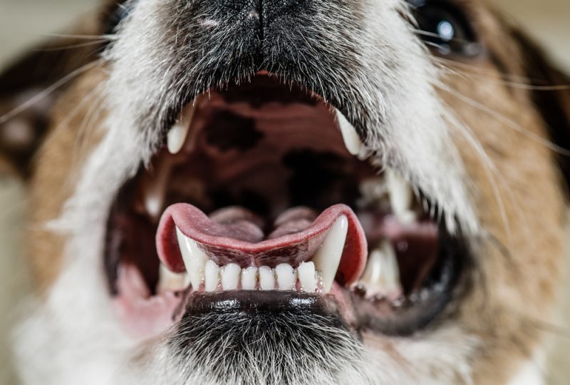 Optimizing Oral Health in Your Pet: Undergoing a COHAT - Vet in Fairfax ...