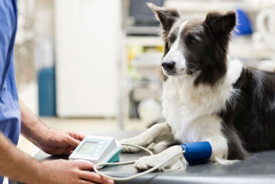 Senior Screening: Blood Pressure, Thyroid, and X-Rays should include ...